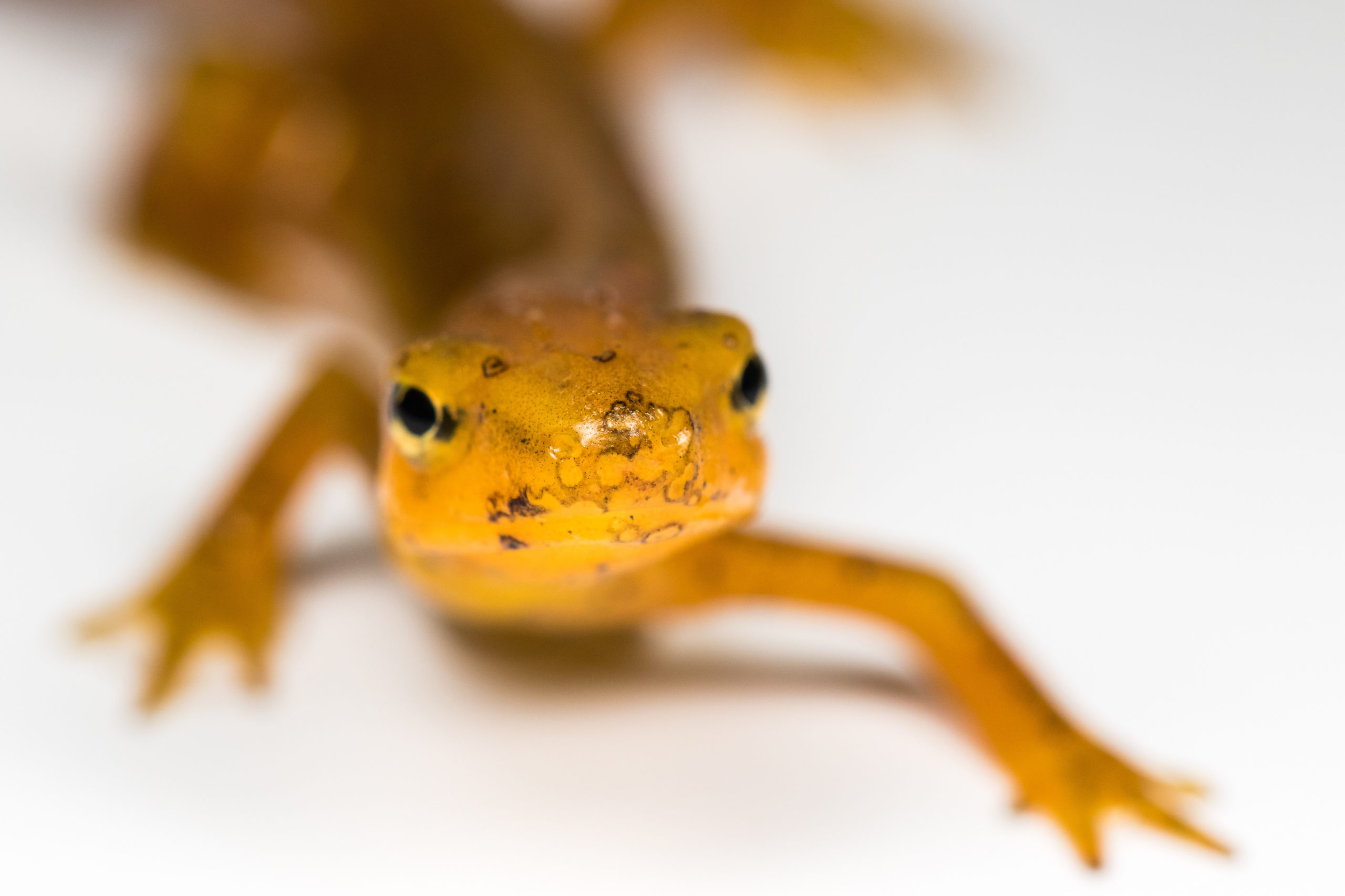 Saving Salamanders at UTIA | Center for Wildlife Health