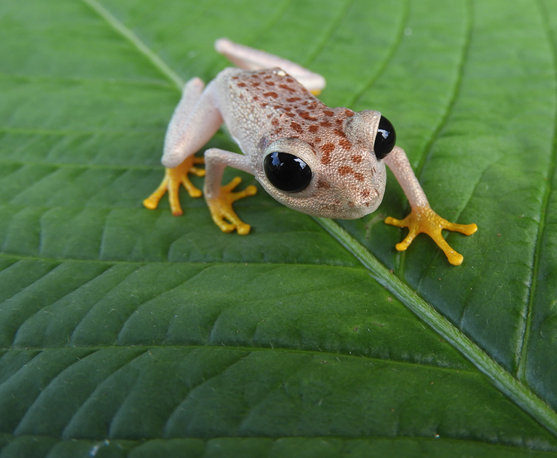 Current Research | Center for Wildlife Health