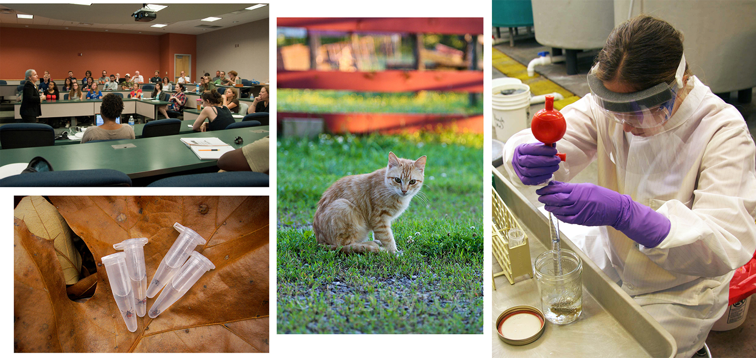 The Center for Wildlife Health | Center for Wildlife Health