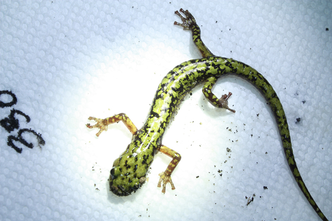 Current Research | Center for Wildlife Health
