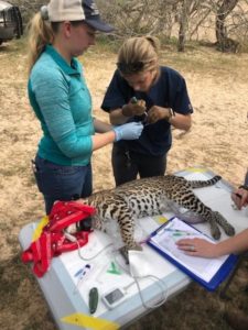 Stay Connected With The Ocelot Reintroduction Project | Center For